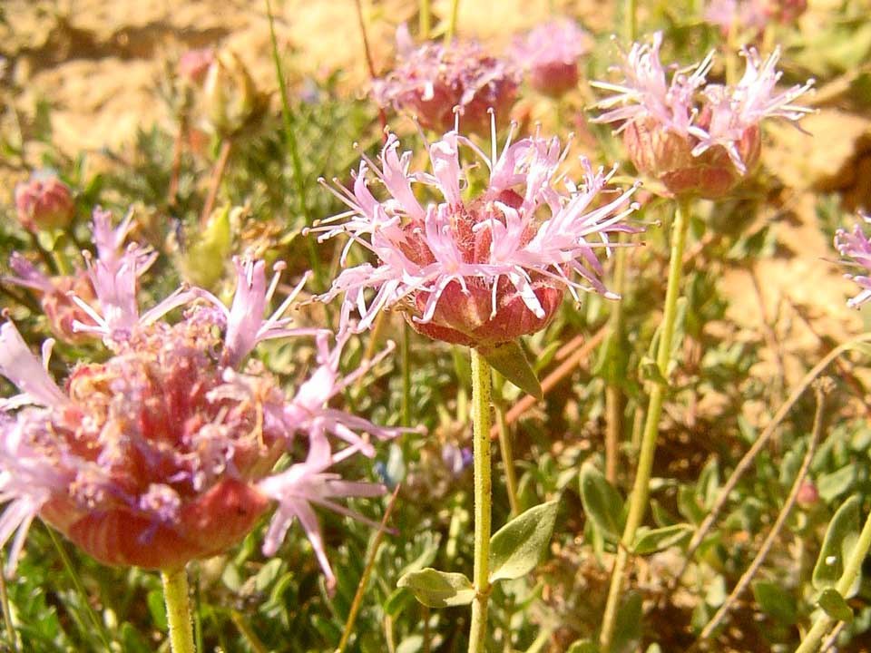 Mountain Coyote Mint - Cedar Breaks National Monument (U.S. National ...
