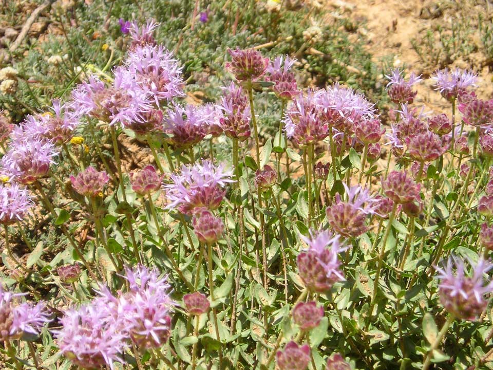 Mountain Coyote Mint - Cedar Breaks National Monument (U.S. National ...