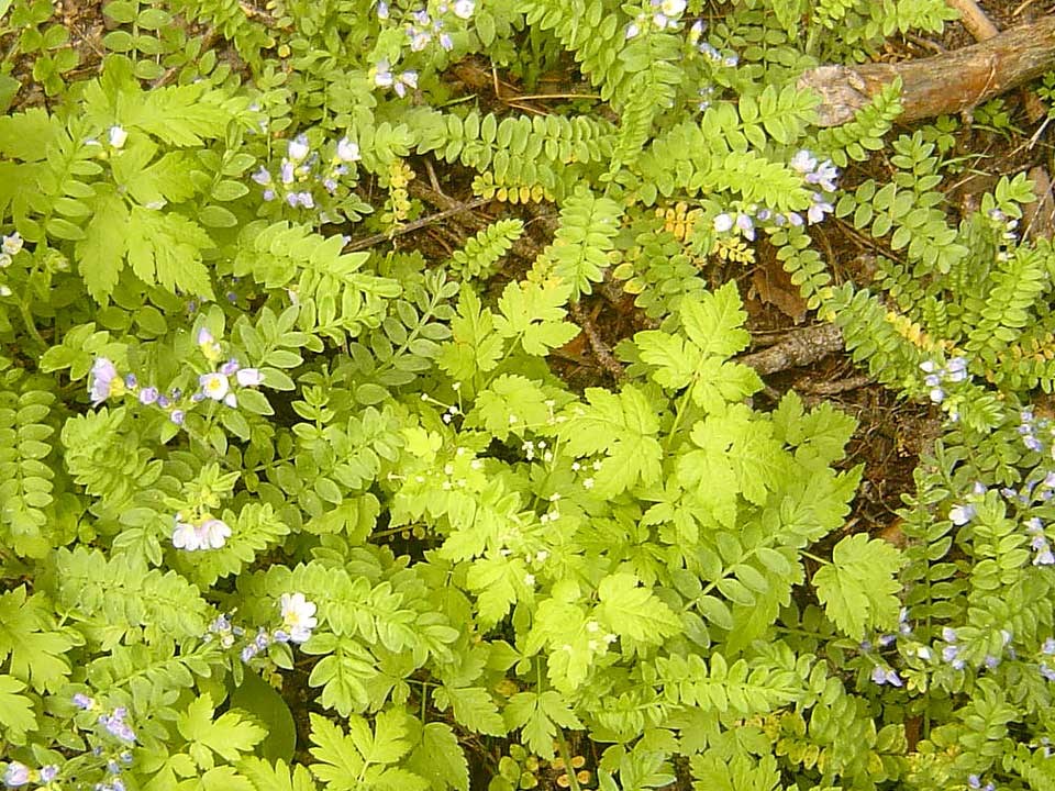 Pretty Jacob's Ladder - Cedar Breaks National Monument (U.S. National ...