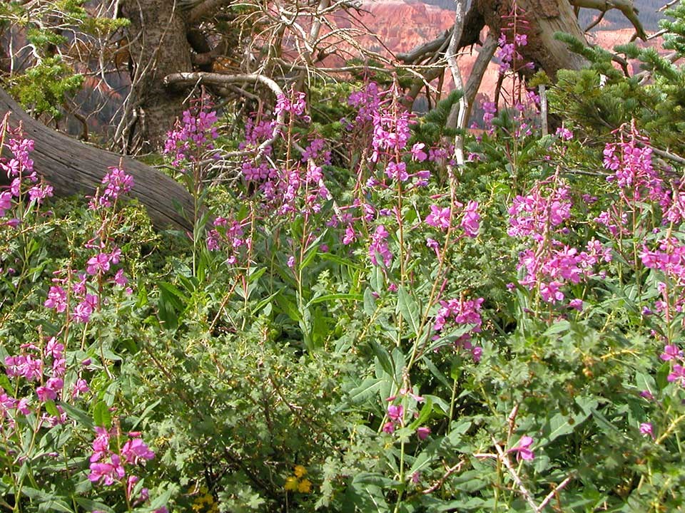Fireweed - Cedar Breaks National Monument (U.S. National Park Service)
