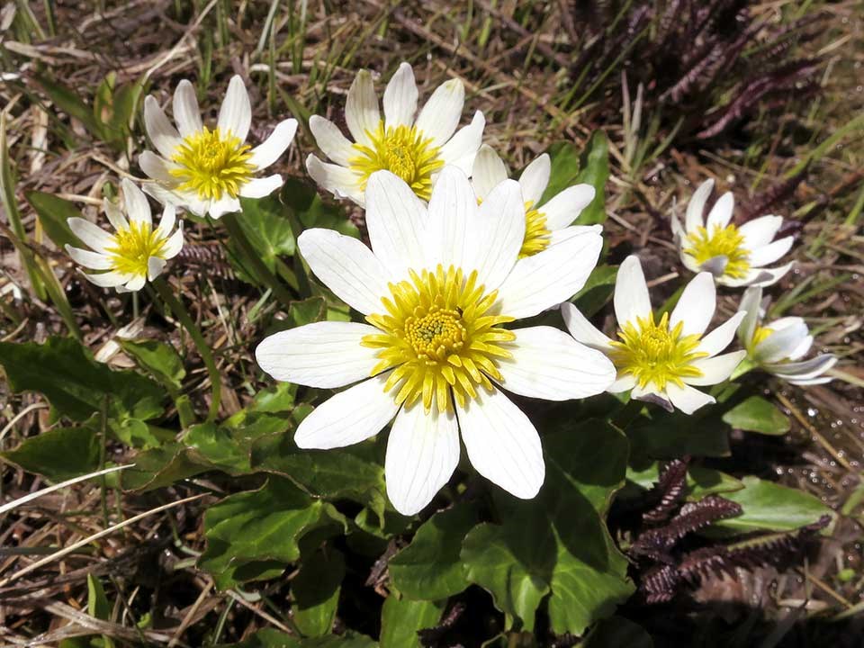 Marsh Marigold - Cedar Breaks National Monument (U.S. National Park ...