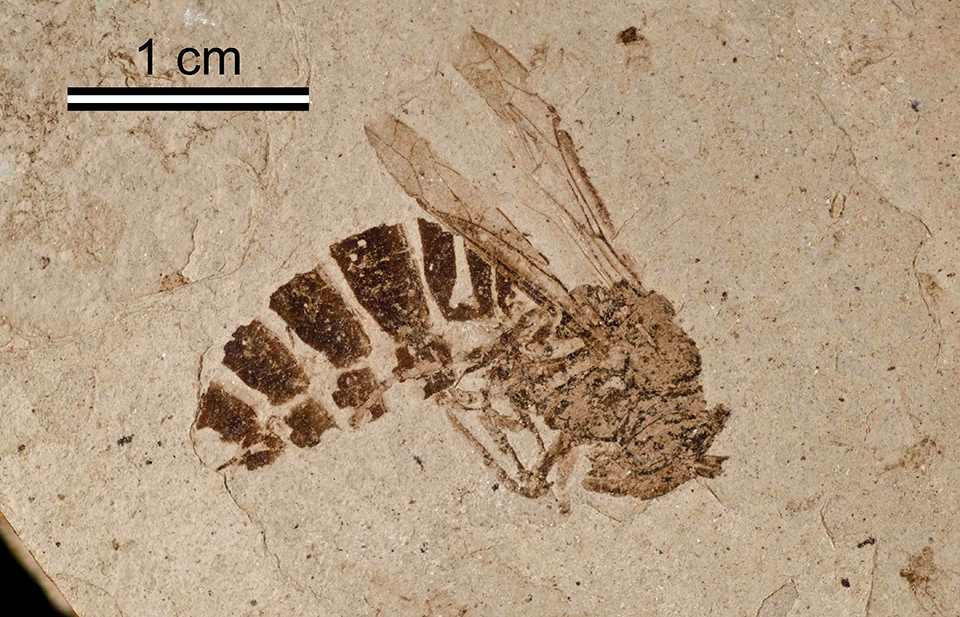 Palaeovespa Reconstruction - Florissant Fossil Beds National Monument ...