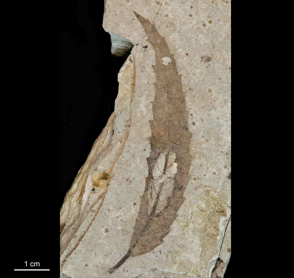 cedrelospermum lineatum reconstruction - Florissant Fossil Beds ...