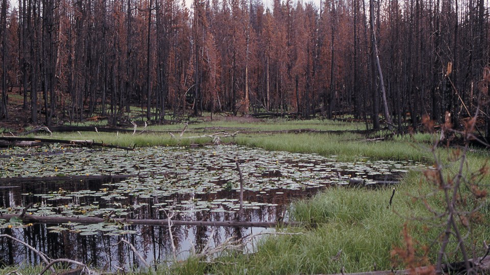 1988 Fires - Yellowstone National Park (U.S. National Park Service)