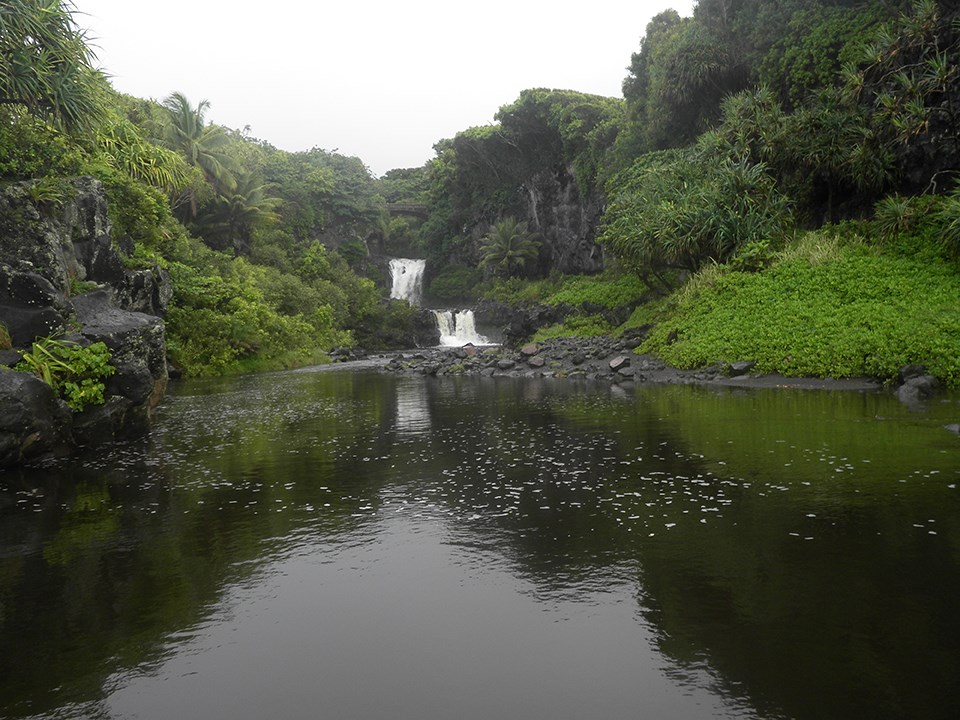 Stream Life in Hawai‘i National Parks (U.S. National Park Service)