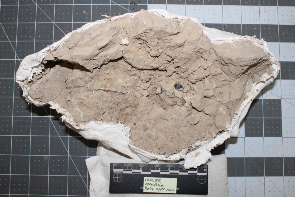 Fossil Lab: Current Projects (U.S. National Park Service)