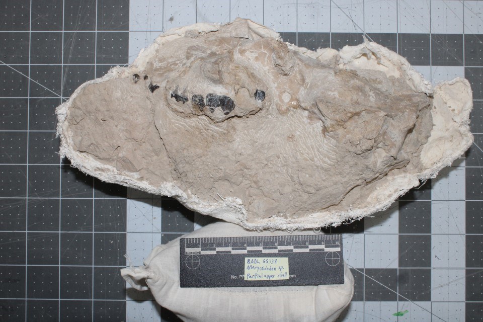 Fossil Lab: Current Projects (U.S. National Park Service)