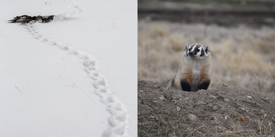 Guess the Animal Track (U.S. National Park Service)