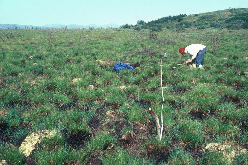 Fire in Ecosystems: Arctic Tundra (U.S. National Park Service)