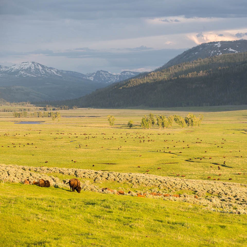 Protecting Bison - Bison (U.S. National Park Service)