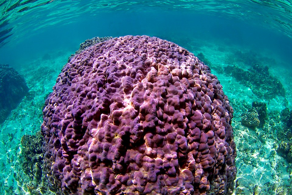 Protect Yourself, Protect the Reef - Puʻuhonua o Hōnaunau National ...