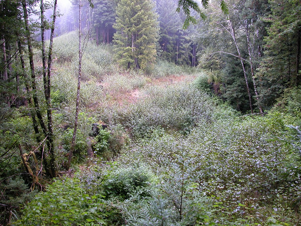 Legacy Logging Roads - Redwood National and State Parks (U.S. National ...