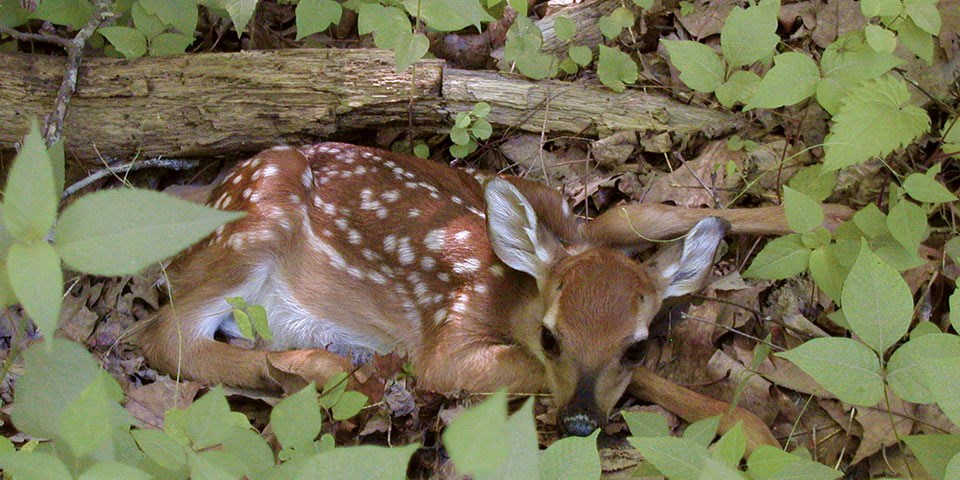 Learn About the Park - Blue Ridge Parkway (U.S. National Park Service)