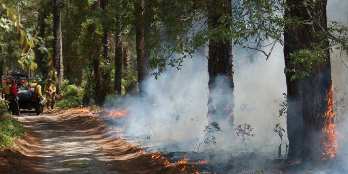 Wildland Fire - Cumberland Island National Seashore (U.S. National Park ...