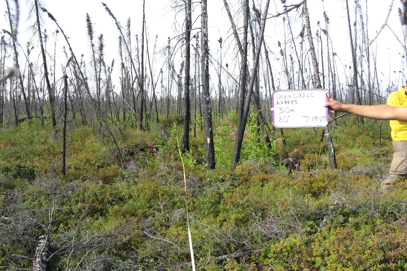 Fire Effects - Denali National Park & Preserve (U.S. National Park Service)