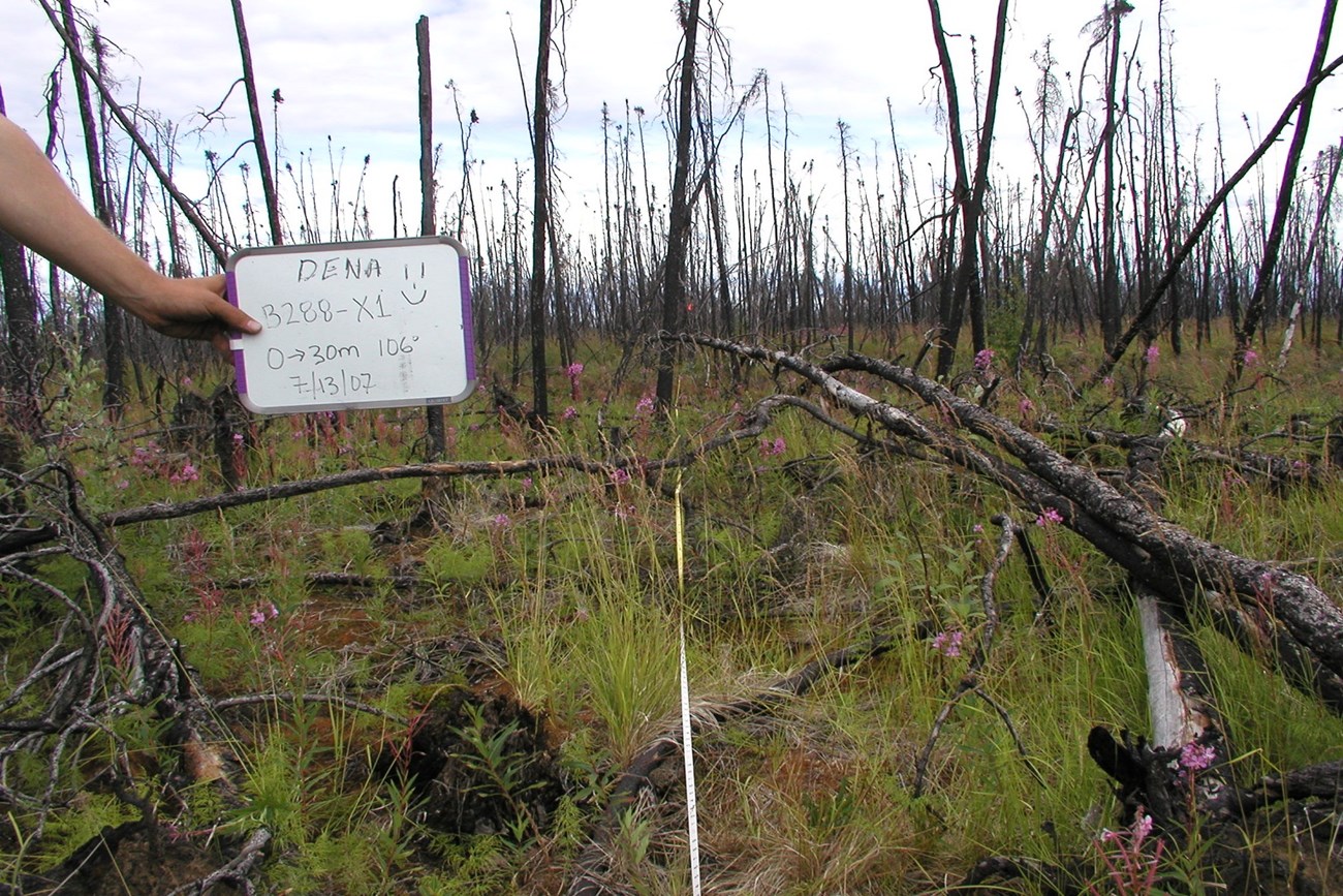 Fire Effects - Denali National Park & Preserve (U.S. National Park Service)