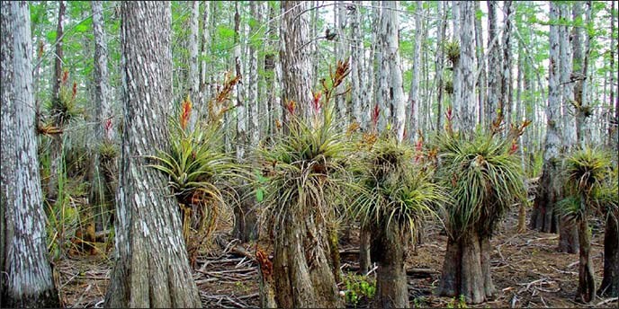Plants - Everglades National Park (U.S. National Park Service)