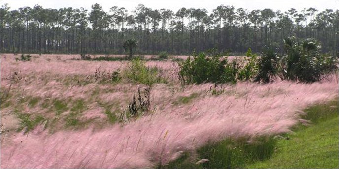 Plants - Everglades National Park (U.S. National Park Service)