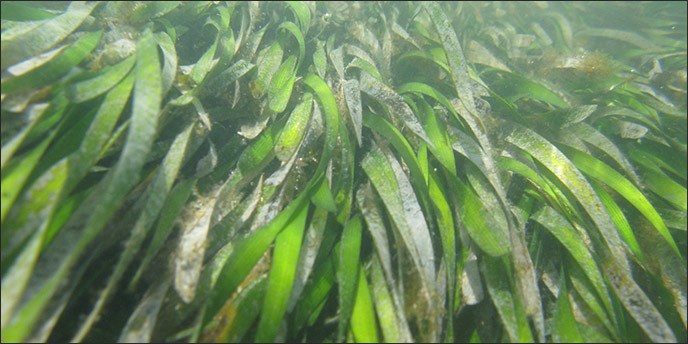 Plants - Everglades National Park (U.S. National Park Service)