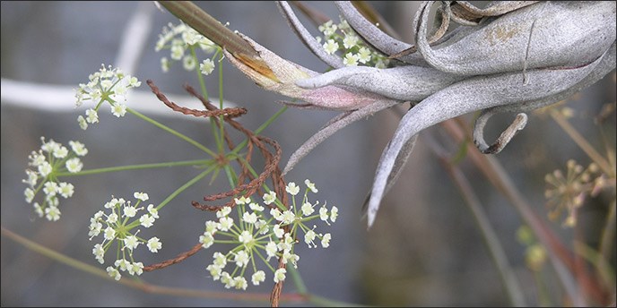 Plants - Everglades National Park (U.S. National Park Service)