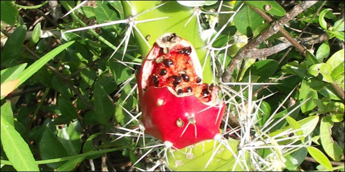 Plants - Everglades National Park (U.S. National Park Service)
