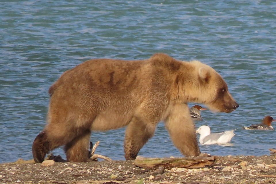 Fat Bear Week 2022 - Katmai National Park & Preserve (U.S. National ...