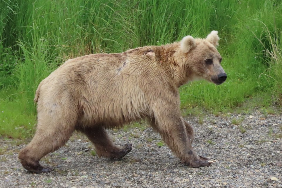 Fat Bear Week 2022 - Katmai National Park & Preserve (U.S. National ...
