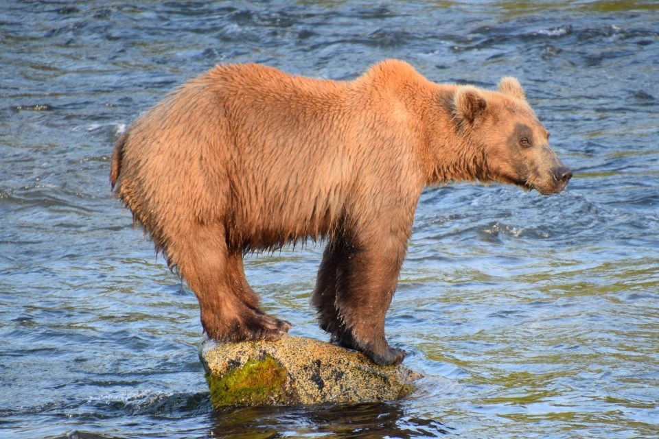 Fat Bear Week 2022 - Katmai National Park & Preserve (U.S. National ...