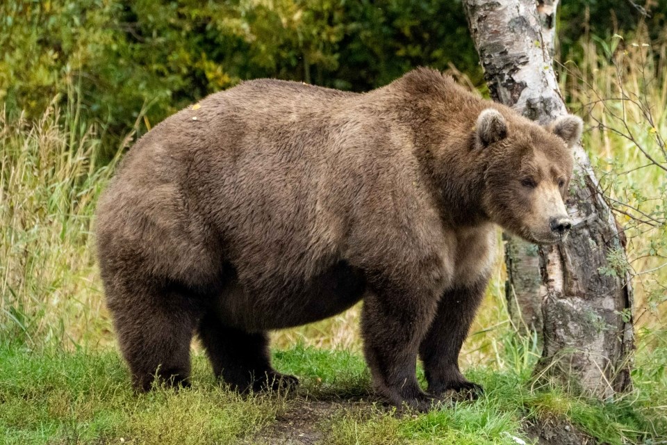 Fat Bear Week 2022 - Katmai National Park & Preserve (U.S. National ...