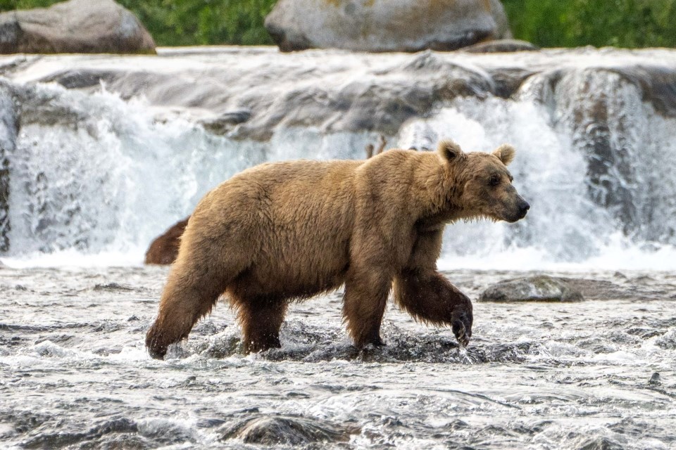 Fat Bear Week 2022 - Katmai National Park & Preserve (U.S. National ...