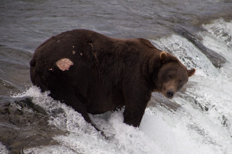 Fat Bear Week 2022 - Katmai National Park & Preserve (U.S. National ...