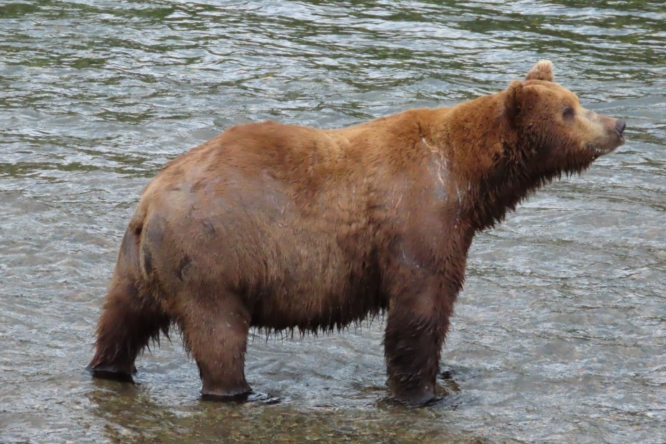 Fat Bear Week 2022 - Katmai National Park & Preserve (U.S. National ...