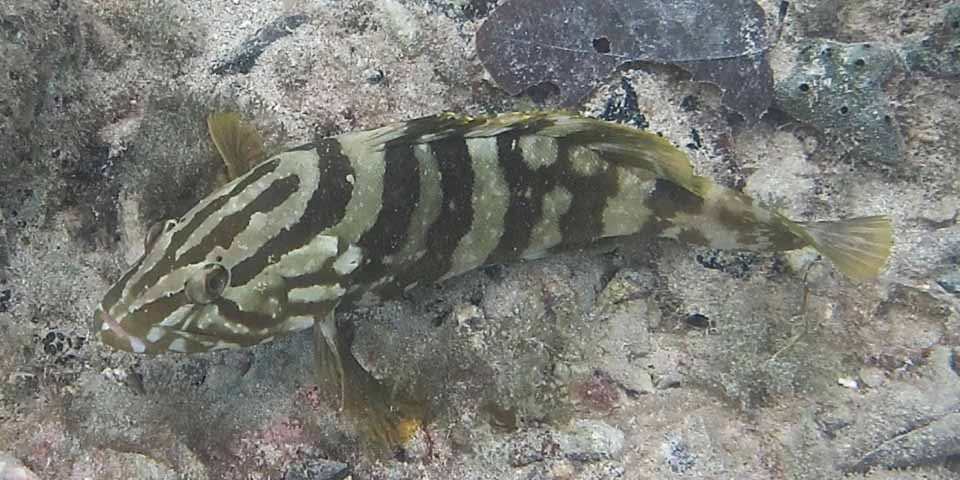 Fish - Virgin Islands National Park (U.S. National Park Service)