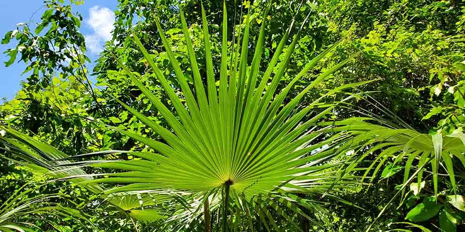 Learn About the Park - Virgin Islands National Park (U.S. National Park ...