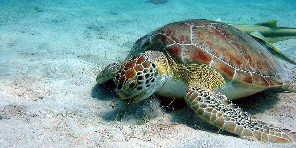 Learn About the Park - Virgin Islands National Park (U.S. National Park ...