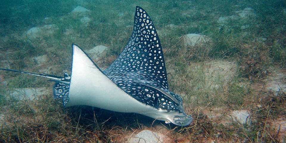 Fish - Virgin Islands National Park (U.S. National Park Service)