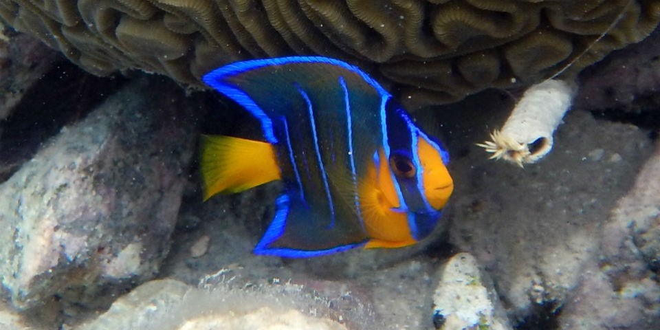 Fish - Virgin Islands National Park (U.S. National Park Service)