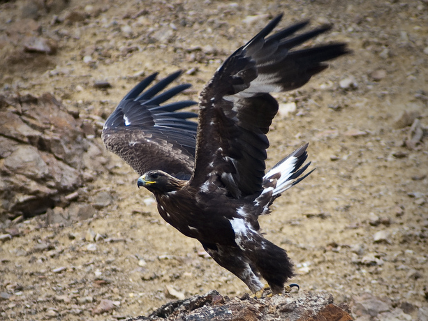 golden eagle migration time