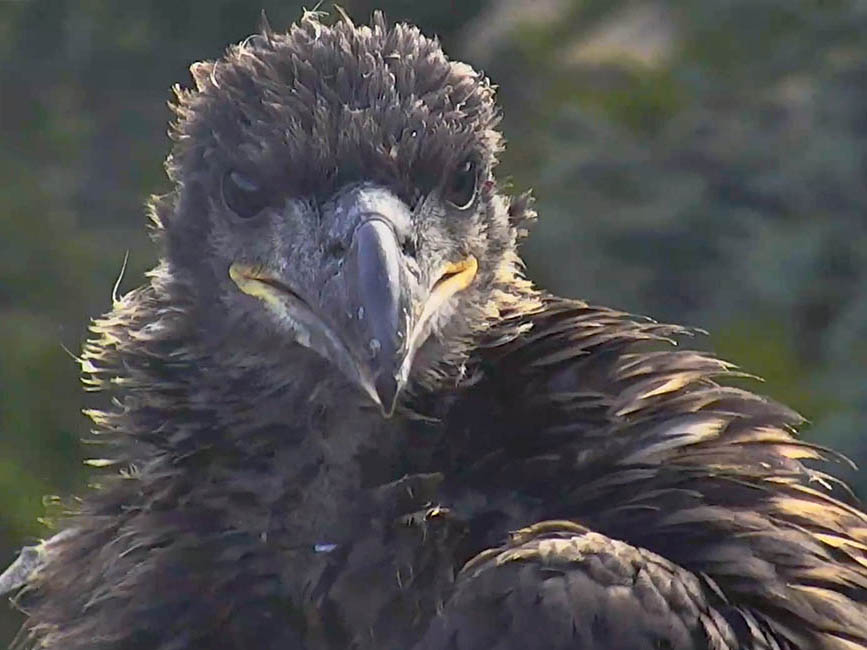 bald eagle camera