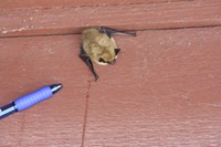 how to draw a red bat