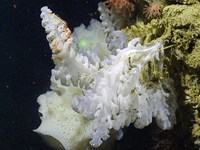 invertebrates sponge