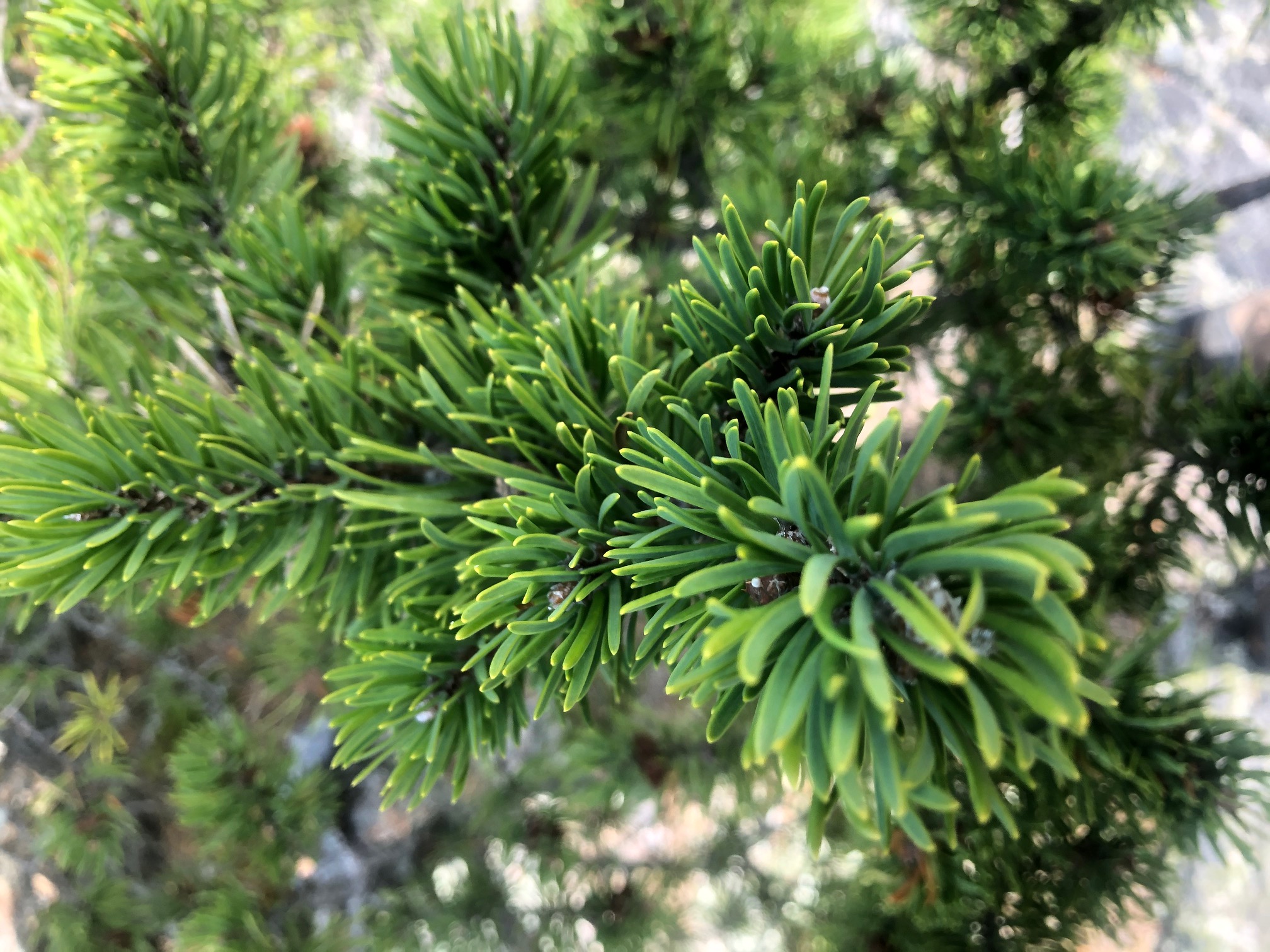 eastern white pine fun facts