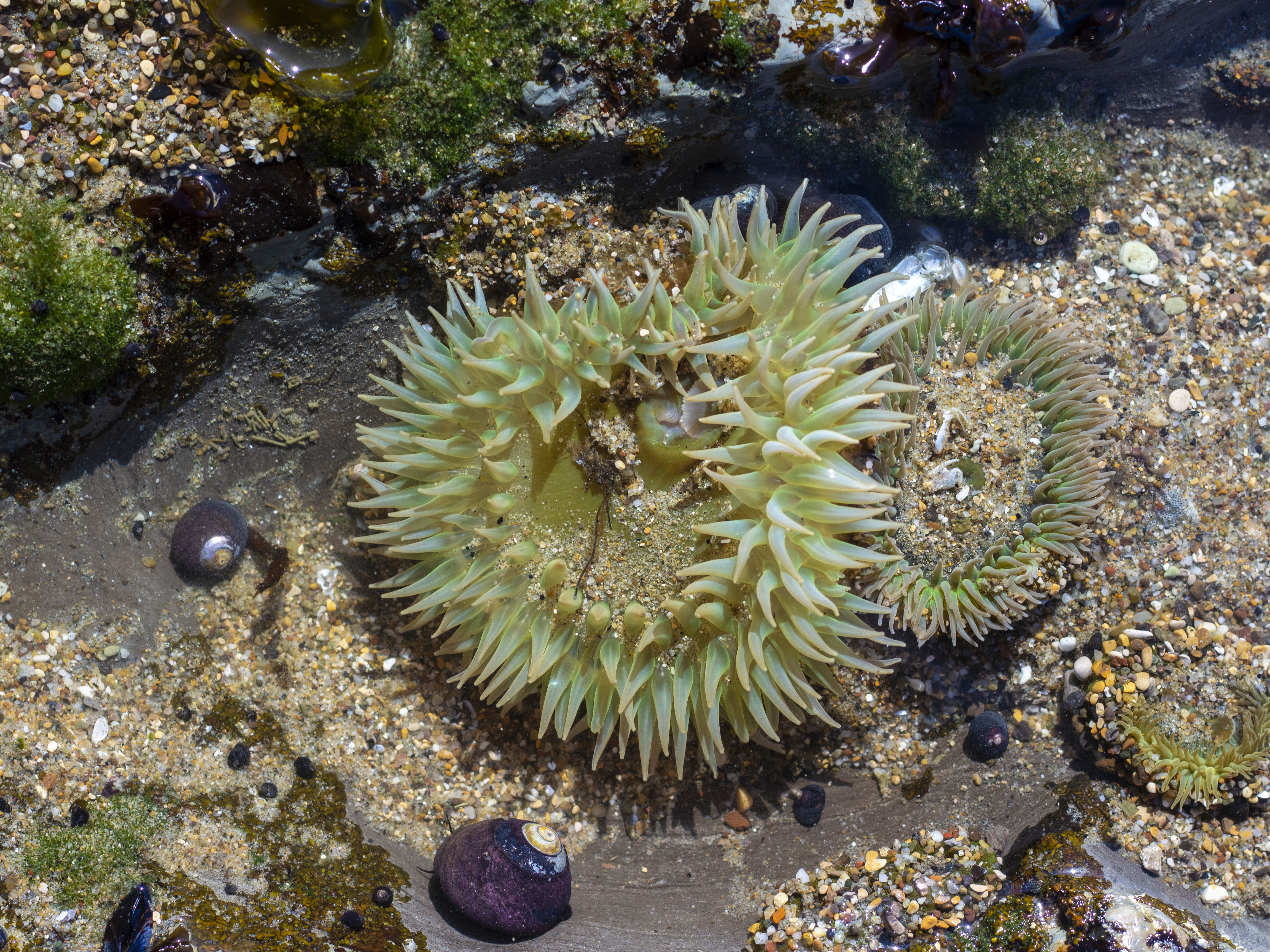 intertidal zone plants