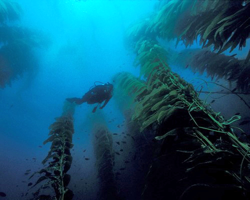 largest kelp forest