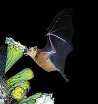 big brown bat predators