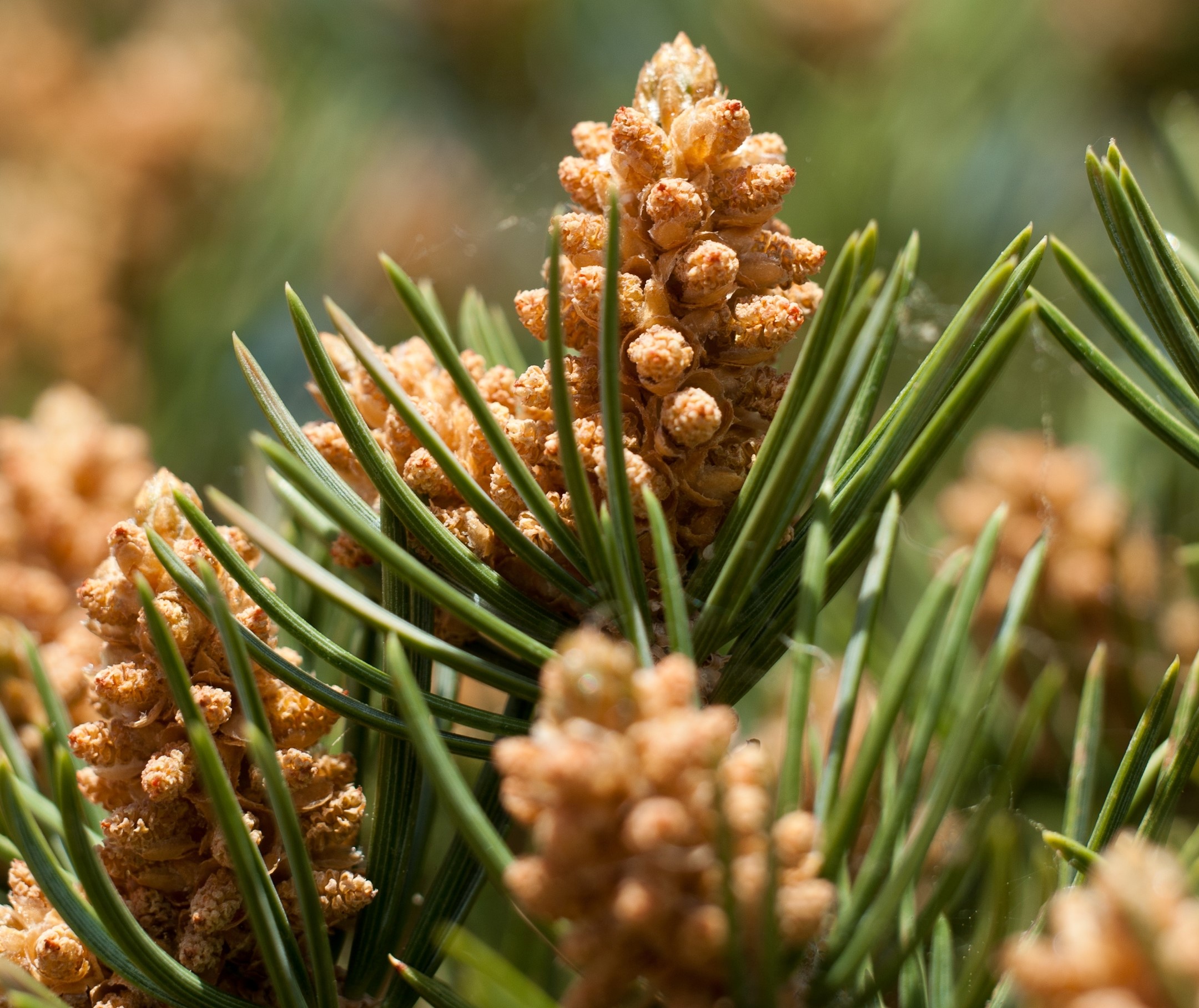 juniper pollen cones