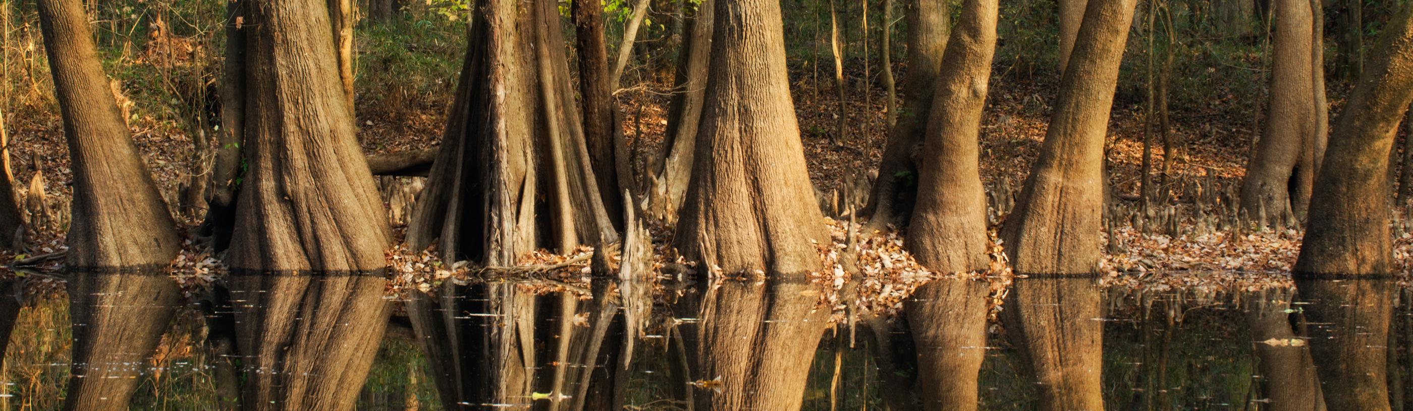Congaree National Park (U.S. National Park Service)