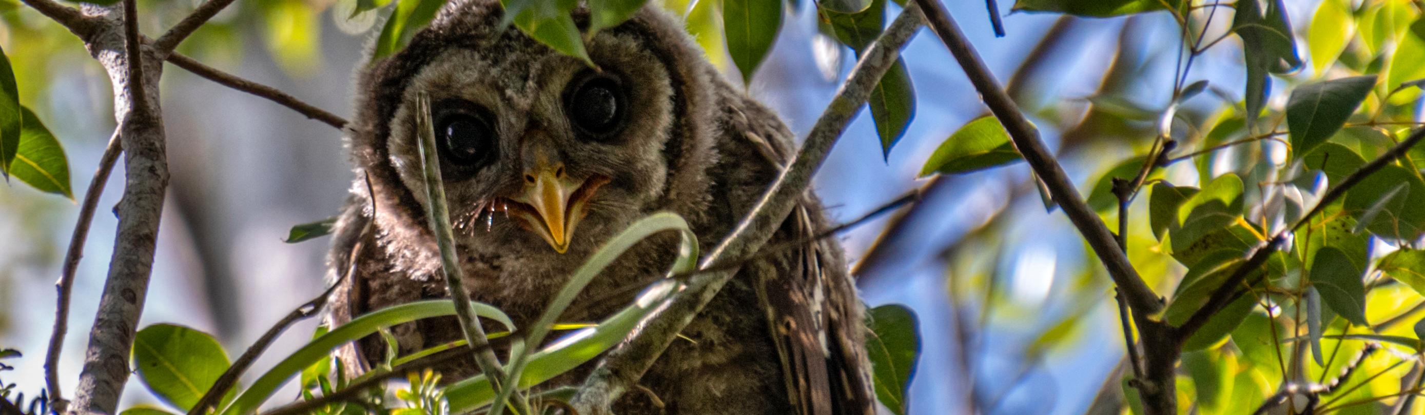 Everglades National Park (U.S. National Park Service)
