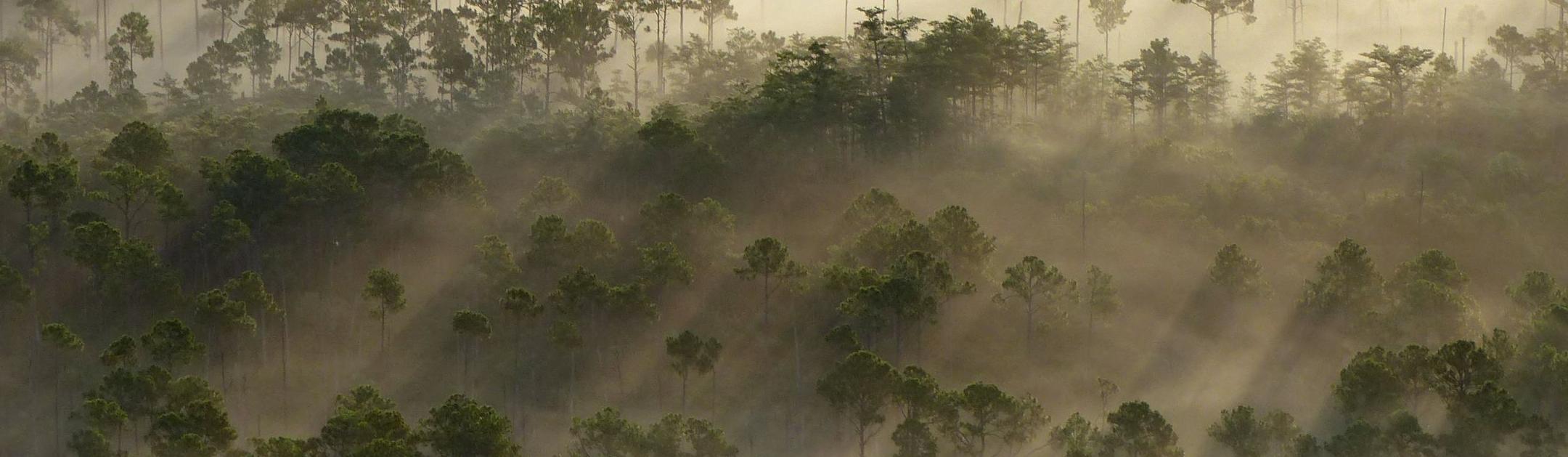 Big Cypress National Preserve (U.S. National Park Service)