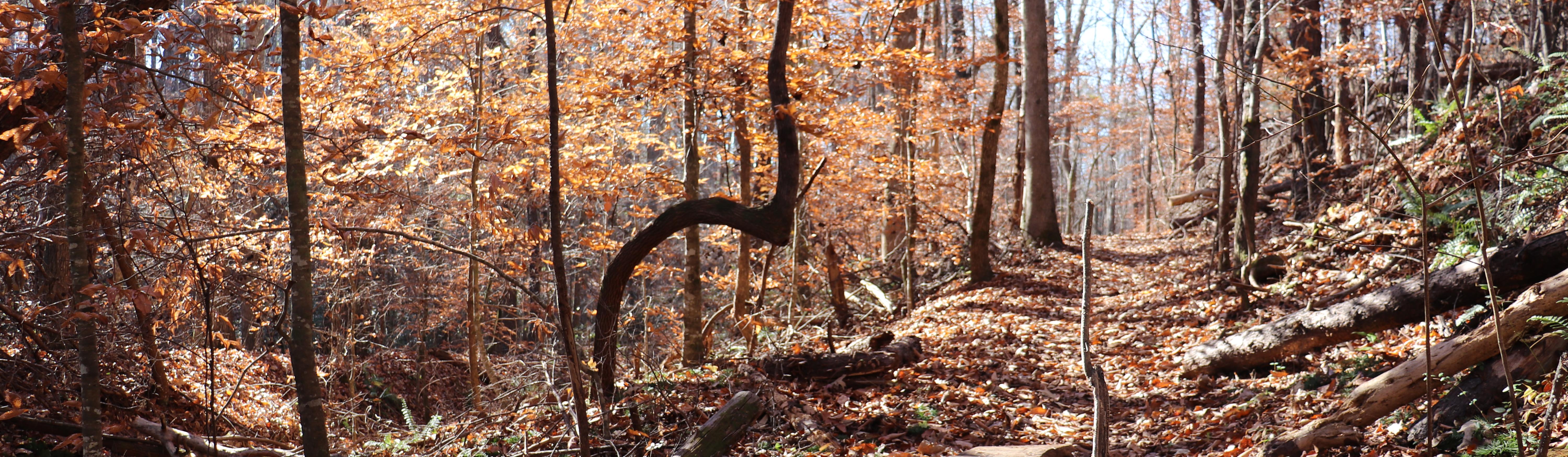 Overmountain Victory National Historic Trail (U.S. National Park Service)